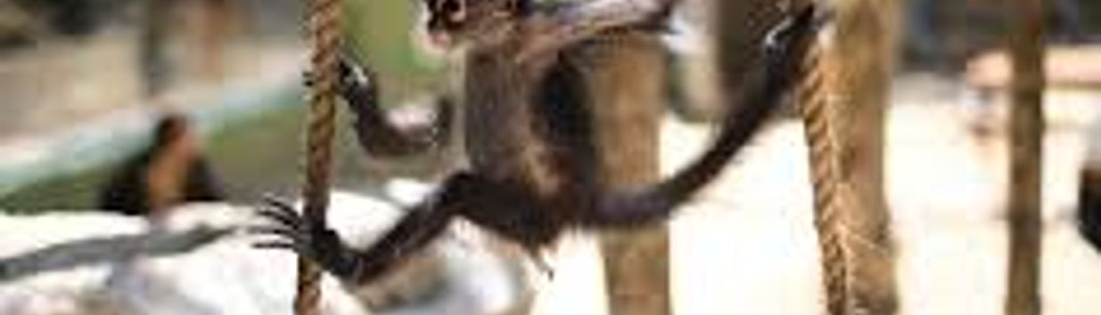 Akumal Monkey Sanctuary | Entrance Fee, Opening Hours & More