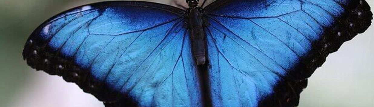 Arenal Butterfly Garden and Wildlife Sanctuary | Entrance Fee, Opening ...