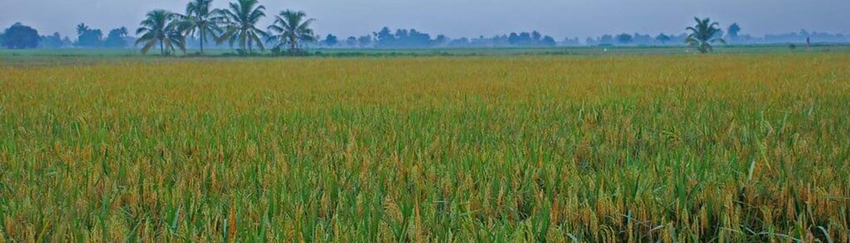 Beras Terbakar, Kampung Raja, Langkawi, Kedah. | Entrance Fee, Opening ...