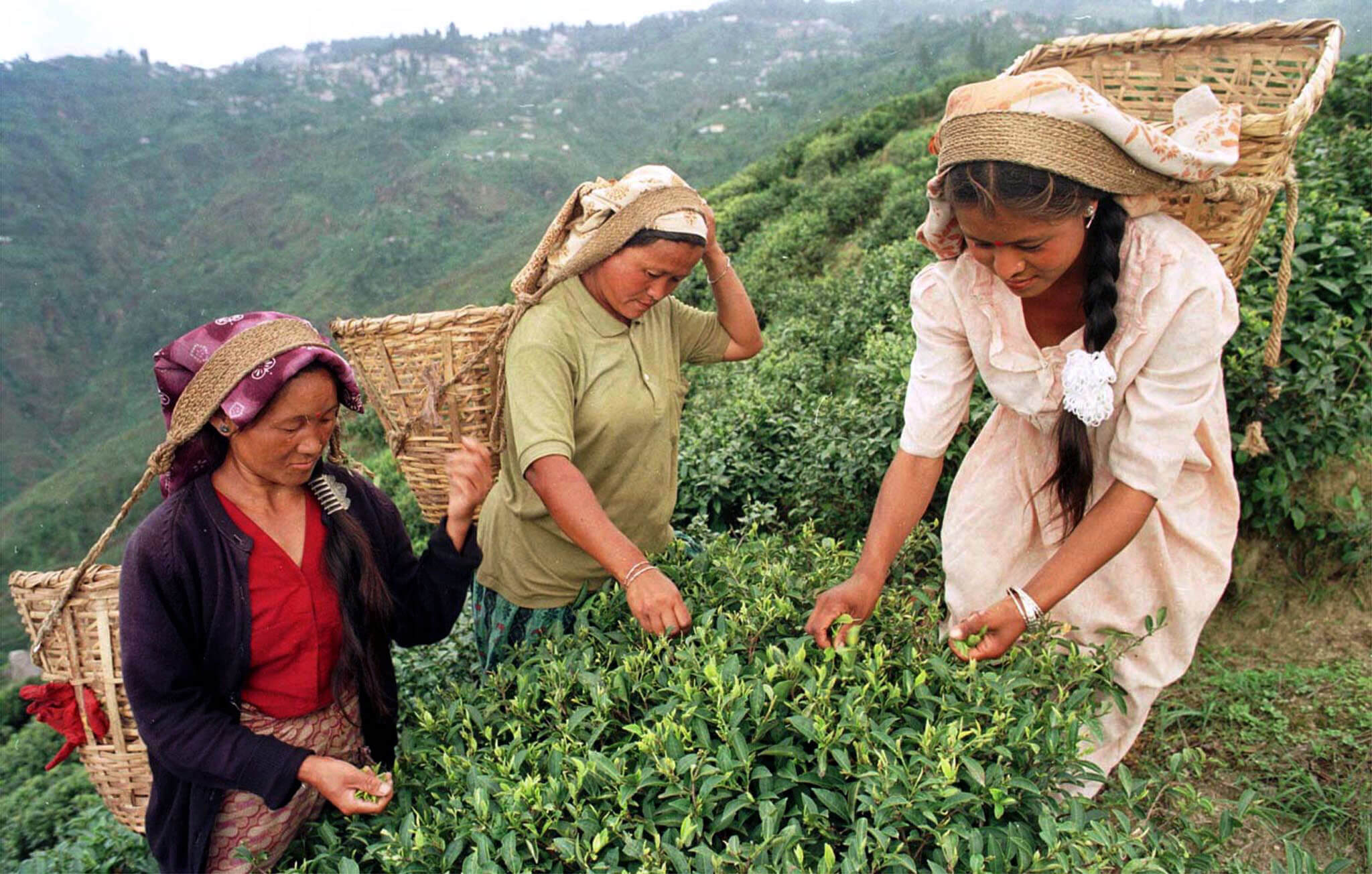 Bharat Tea Plantations Sdn. Bhd. | Entrance Fee, Opening Hours & More