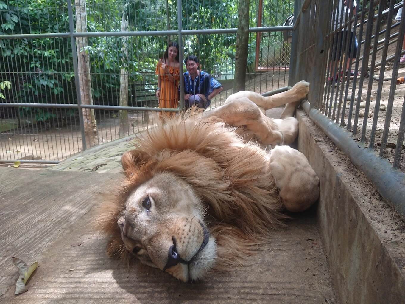Bilar Man-Made Forest | Entrance Fee, Opening Hours & More