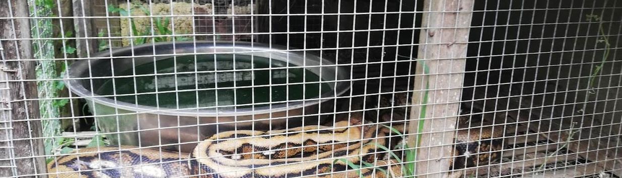 Bohol python & Wildlife Park | Entrance Fee, Opening Hours & More