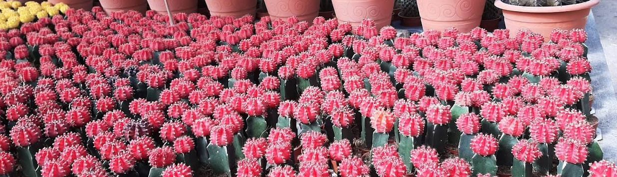 Cactus Point | Entrance Fee, Opening Hours & More