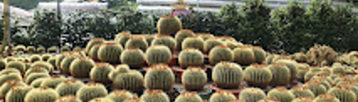 Cactus Valley | Entrance Fee, Opening Hours & More