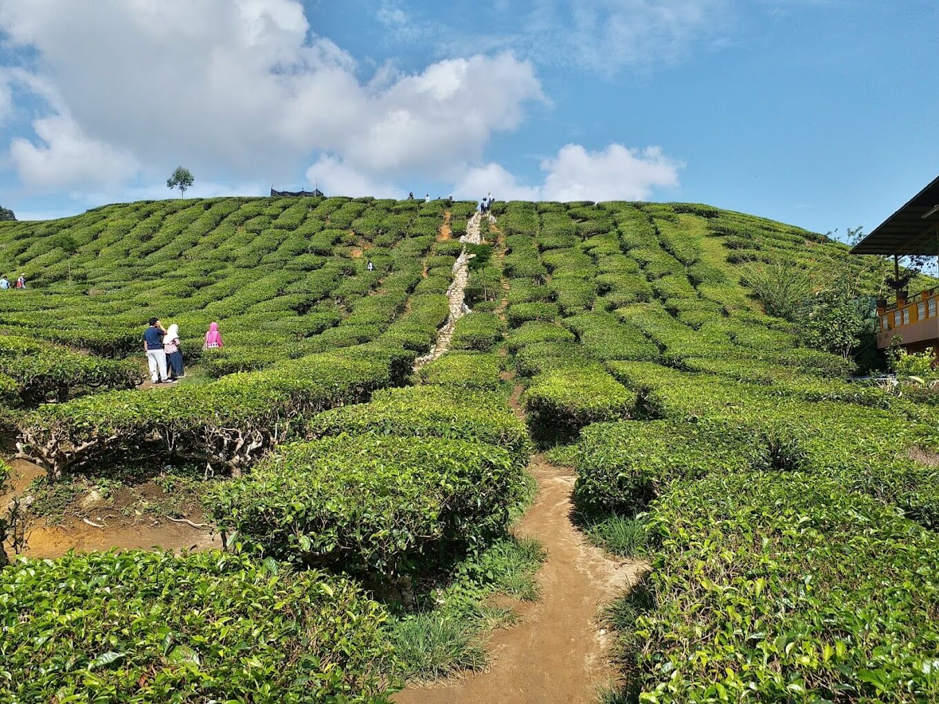 Cameron Valley Tea House 3 (Kuala Terla) | Entrance Fee, Opening Hours ...