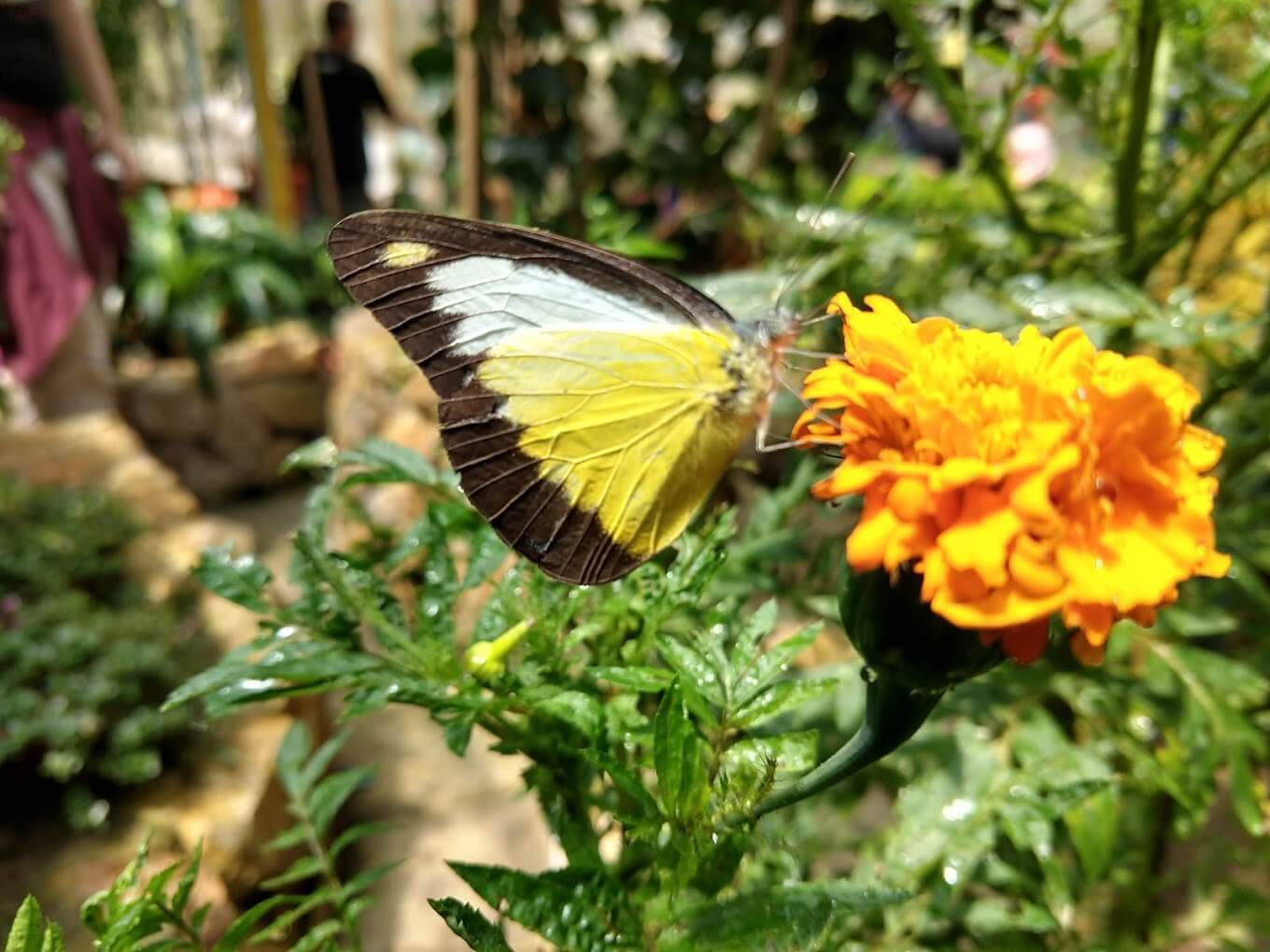 Cameron Highland Butterfly Farm | Entrance Fee, Opening Hours & More