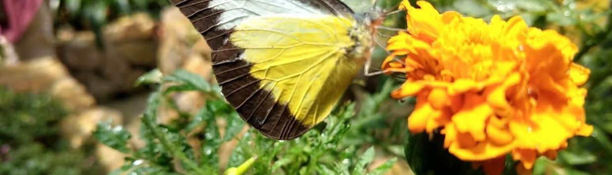 Cameron Highland Butterfly Farm | Entrance Fee, Opening Hours & More