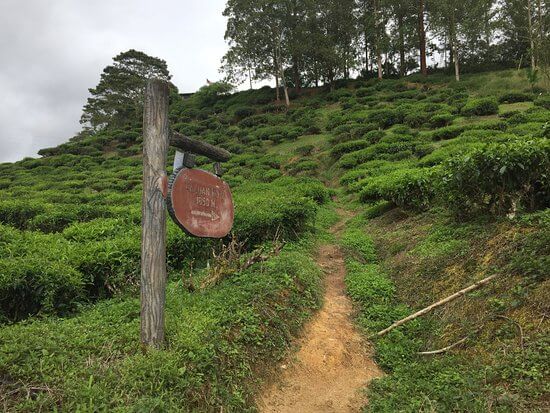 Cameron Valley Tea House 2 | Entrance Fee, Opening Hours & More