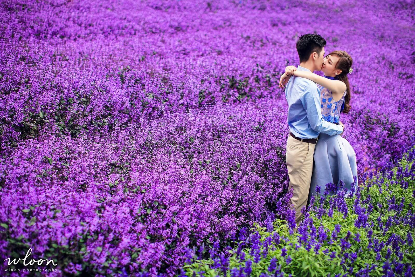 Cameron Lavender Garden | Entrance Fee, Opening Hours & More