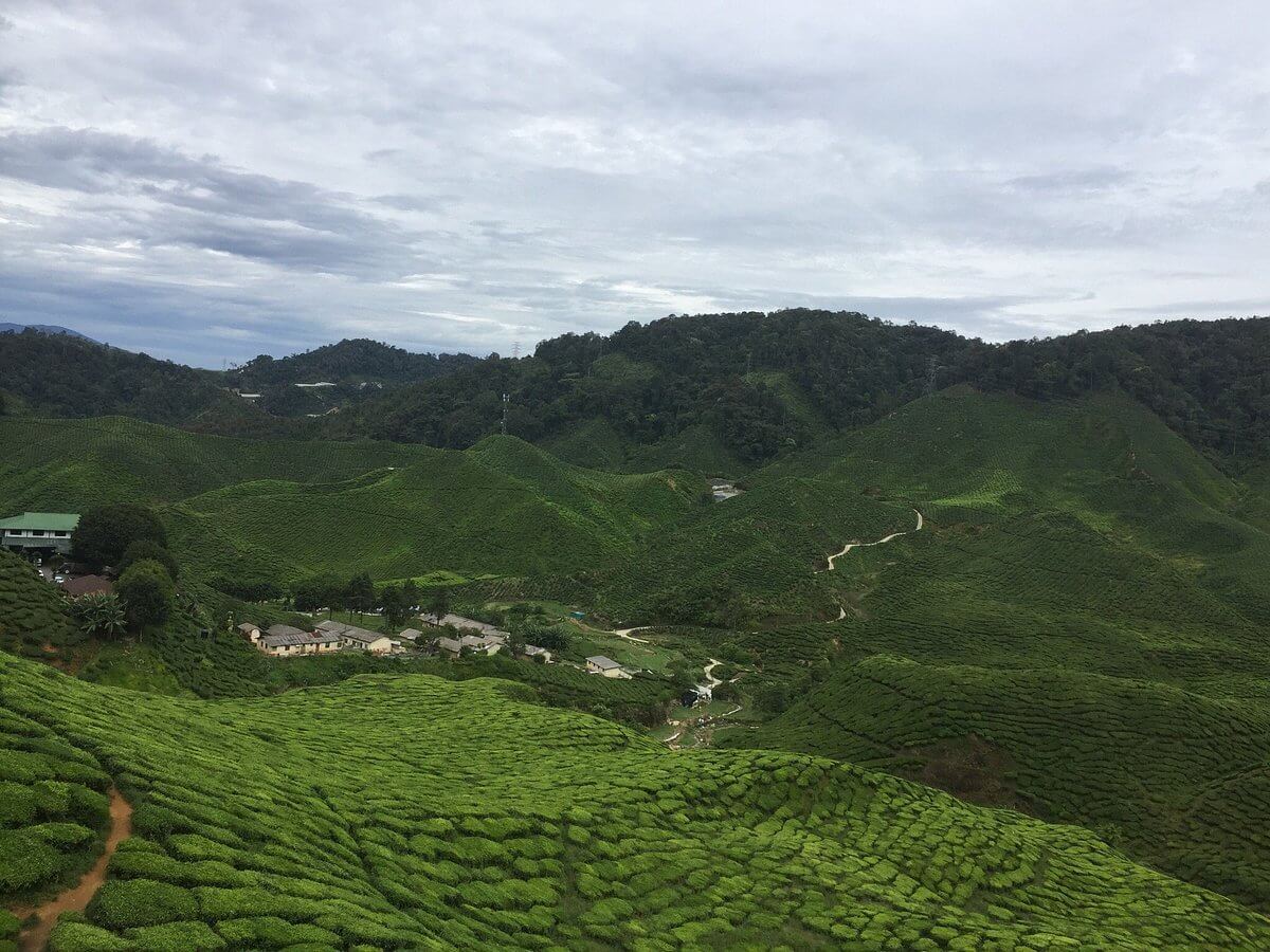 Cameron Valley Tea House 2 | Entrance Fee, Opening Hours & More