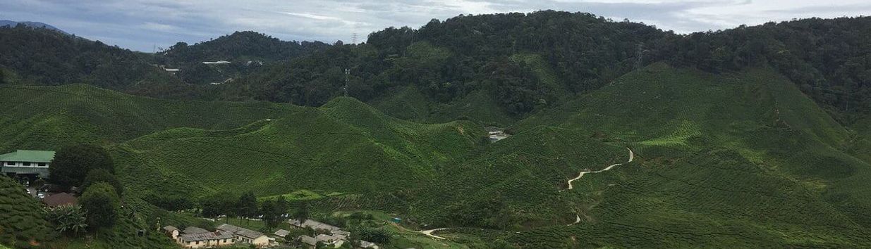 Cameron Valley Tea House 3 (Kuala Terla) | Entrance Fee, Opening Hours ...