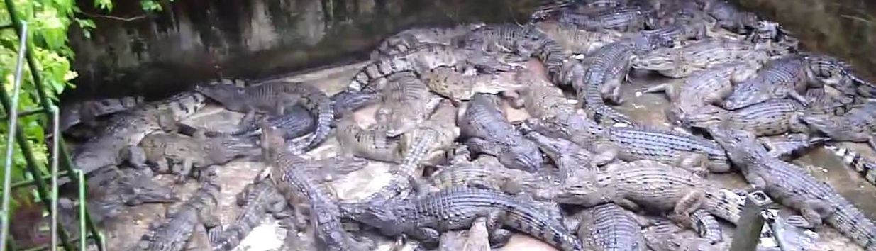 Crocodile Farm | Entrance Fee, Opening Hours & More