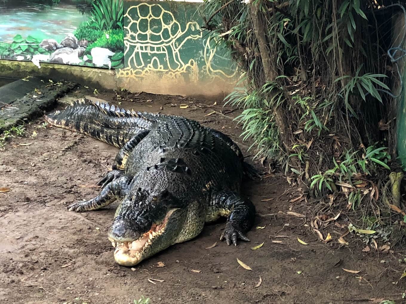 Cebu Zoo | Entrance Fee, Opening Hours & More