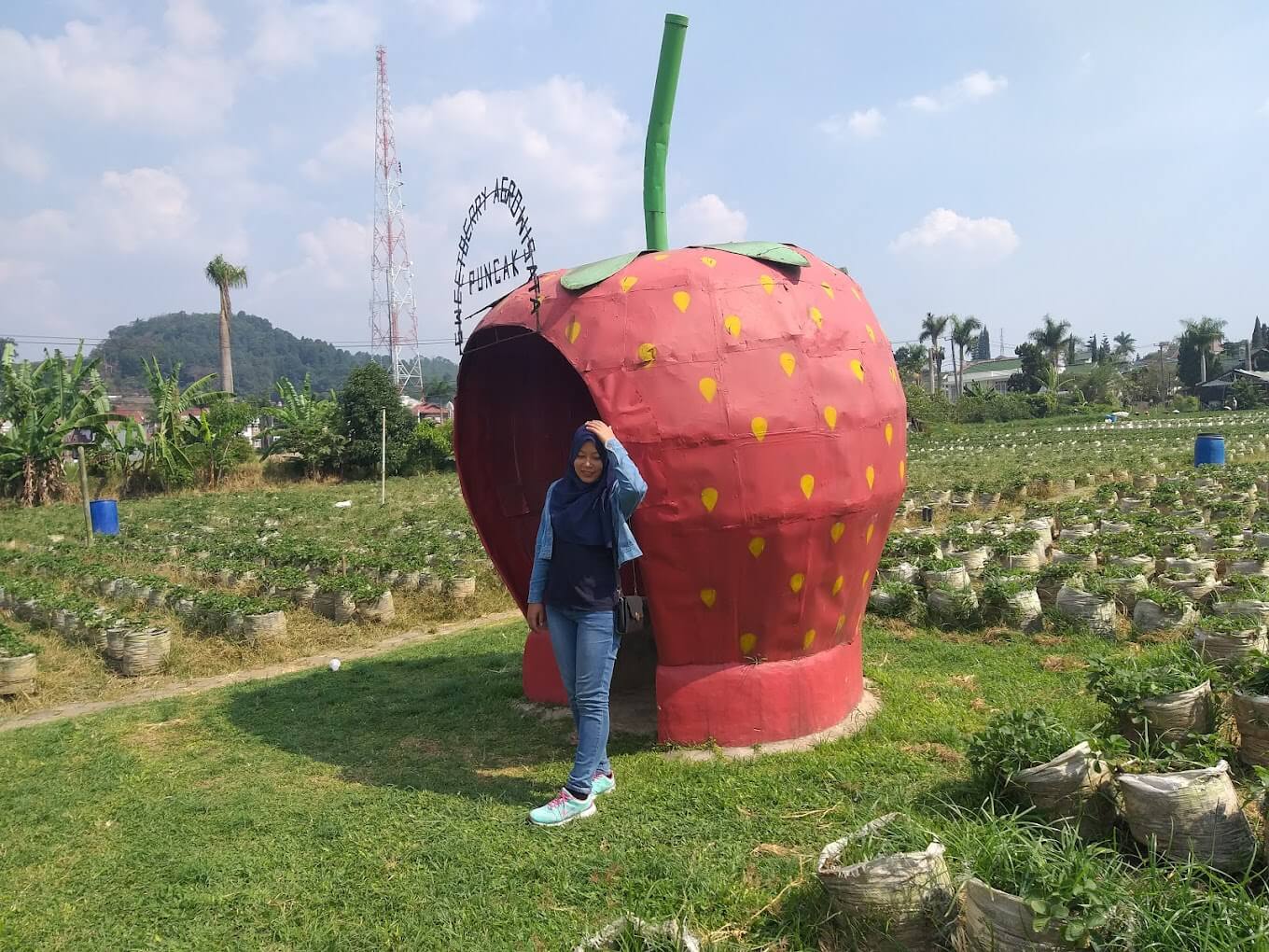 CS Strawberry Farm | Entrance Fee, Opening Hours & More