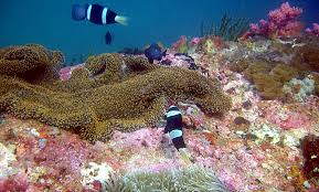 Danajon Bank Double Barrier Reef | Entrance Fee, Opening Hours & More