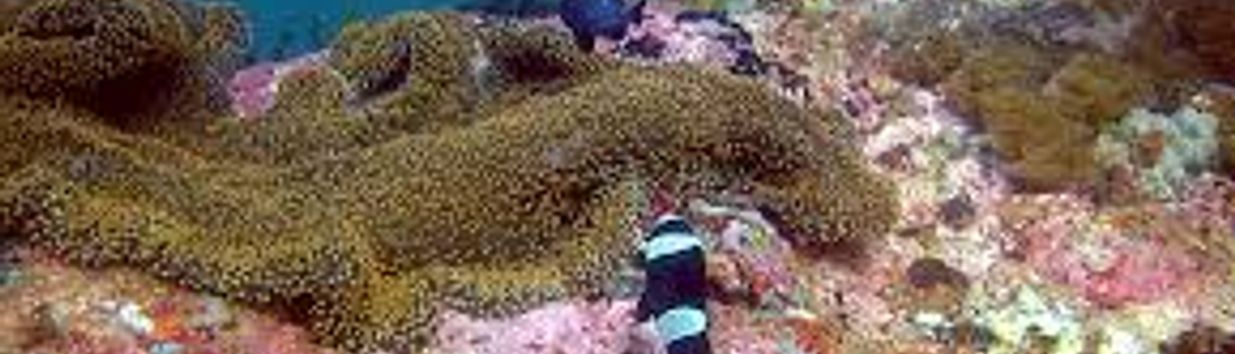 Danajon Bank Double Barrier Reef | Entrance Fee, Opening Hours & More
