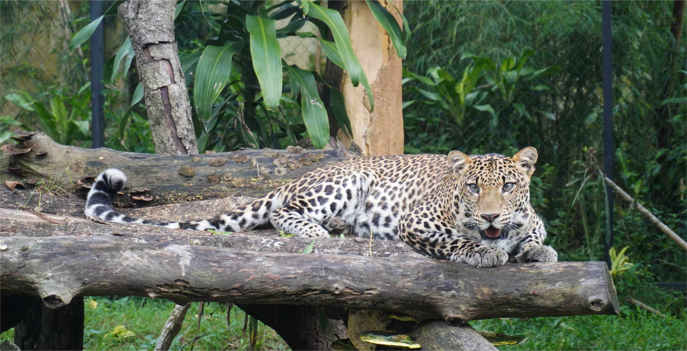 Gembira Loka Zoo | Entrance Fee, Opening Hours & More Gembira Loka Zoo | Entrance Fee, Opening Hours & More