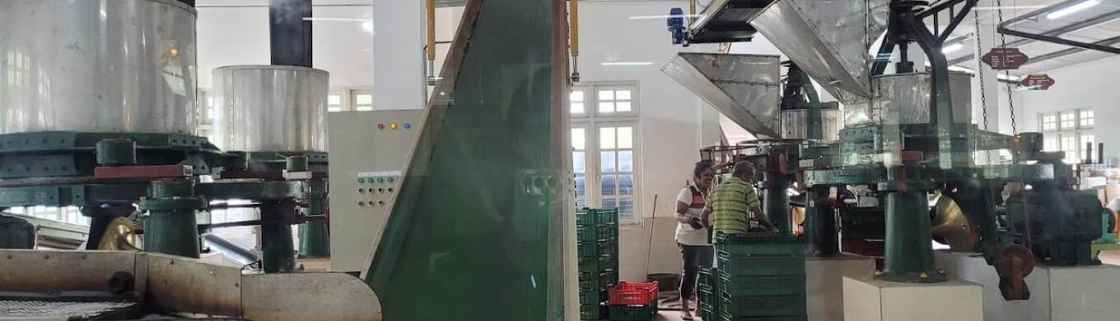 Geragama Tea Factory | Entrance Fee, Opening Hours & More