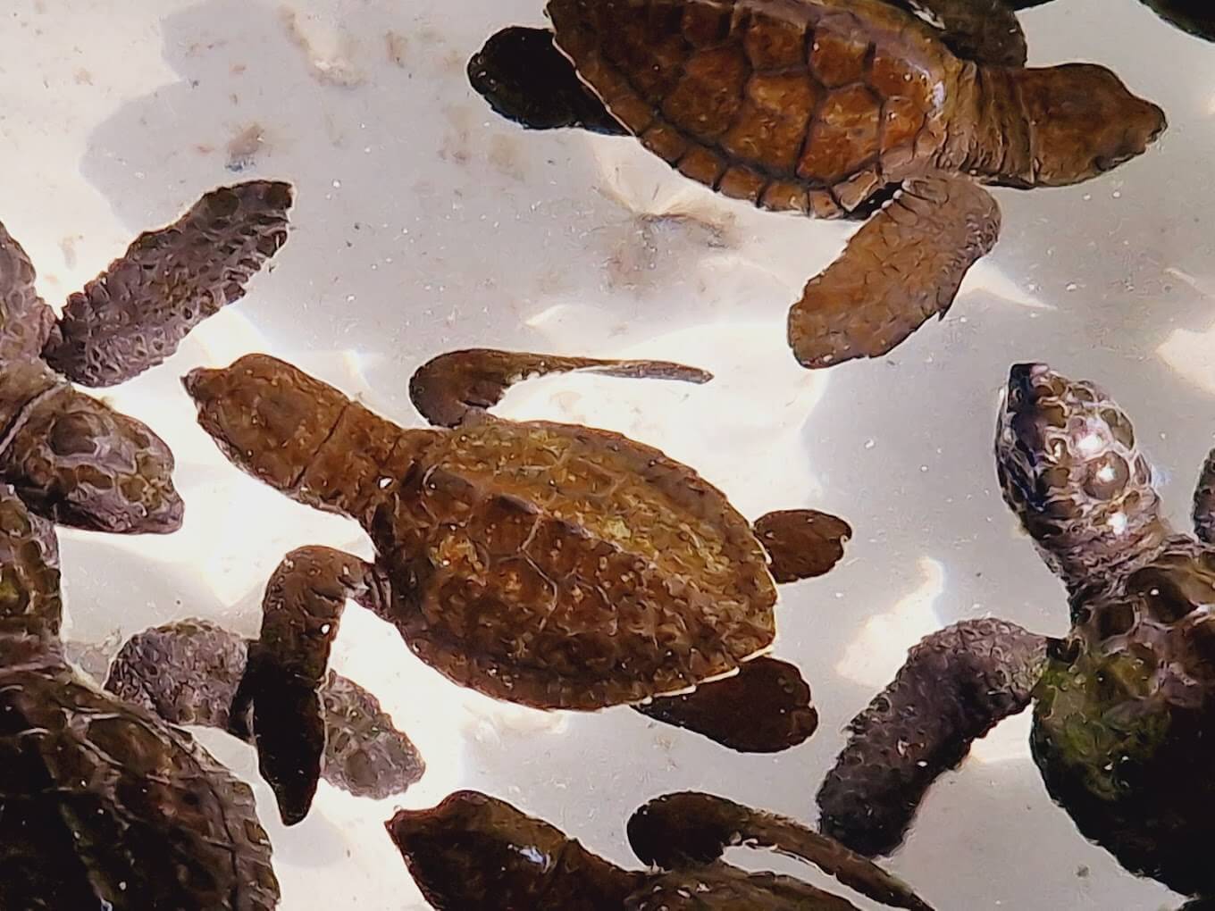 Gili Trawangan Turtle Hatchery? | Entrance Fee, Opening Hours & More