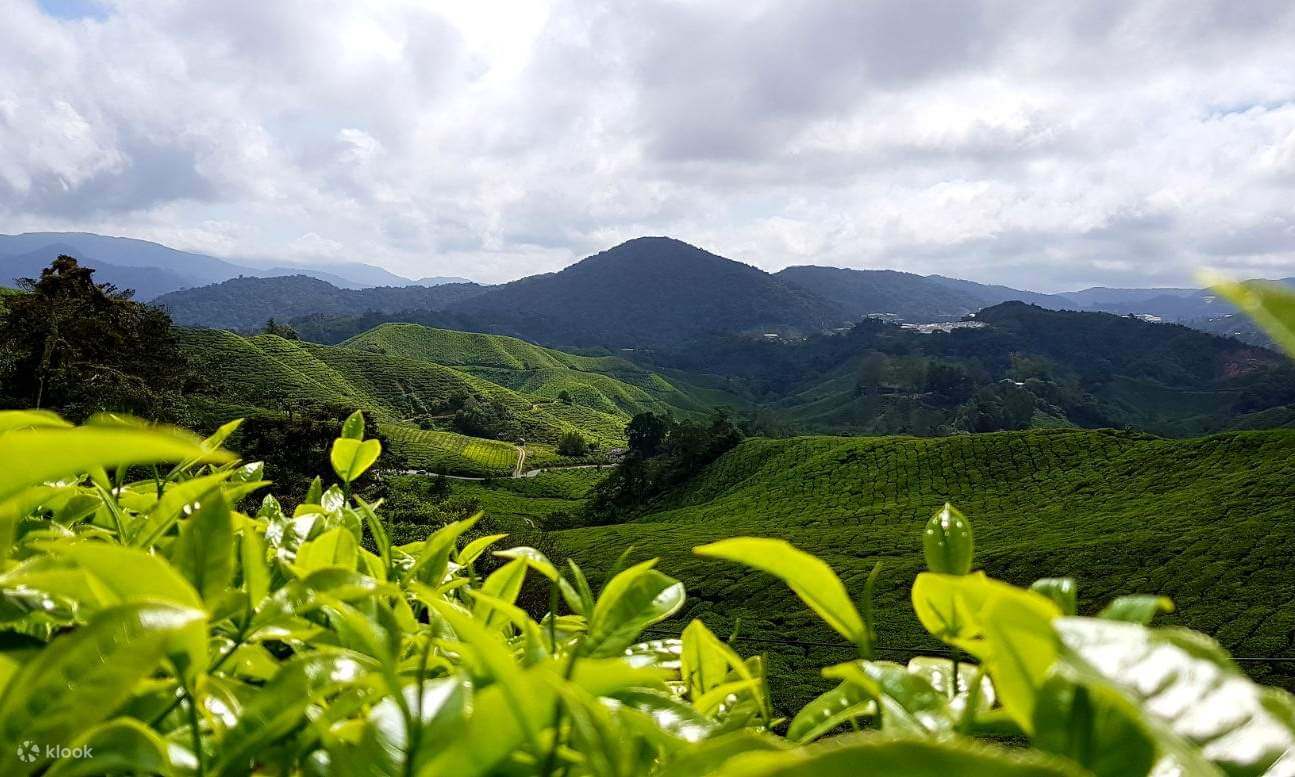 Gunung Irau (Mount Irau) | Entrance Fee, Opening Hours & More