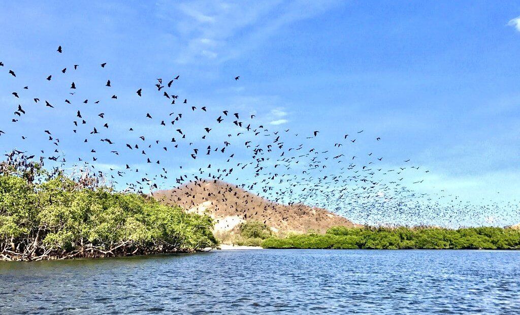 Kalong Island | Entrance Fee, Opening Hours & More