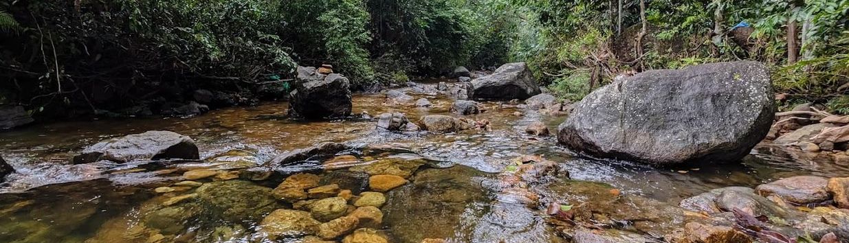 Kanneliya Forest Reserve | Entrance Fee, Opening Hours & More