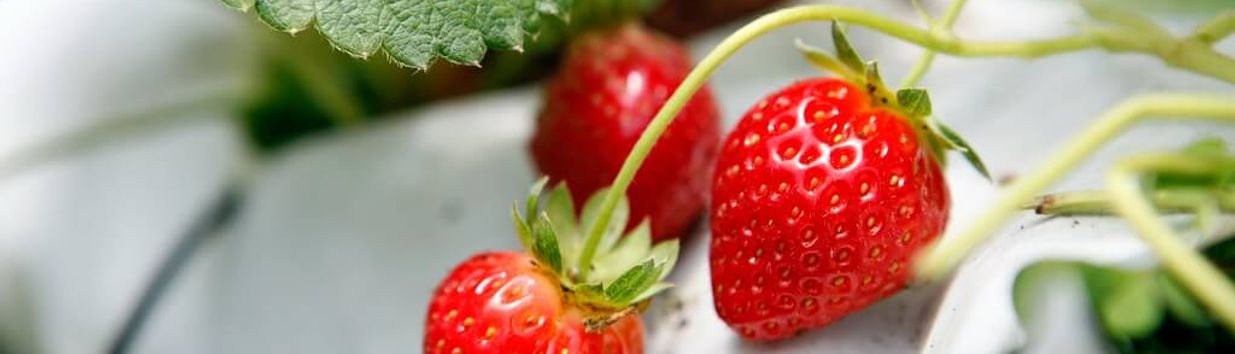 Kok Lim Strawberry Farm | Entrance Fee, Opening Hours & More