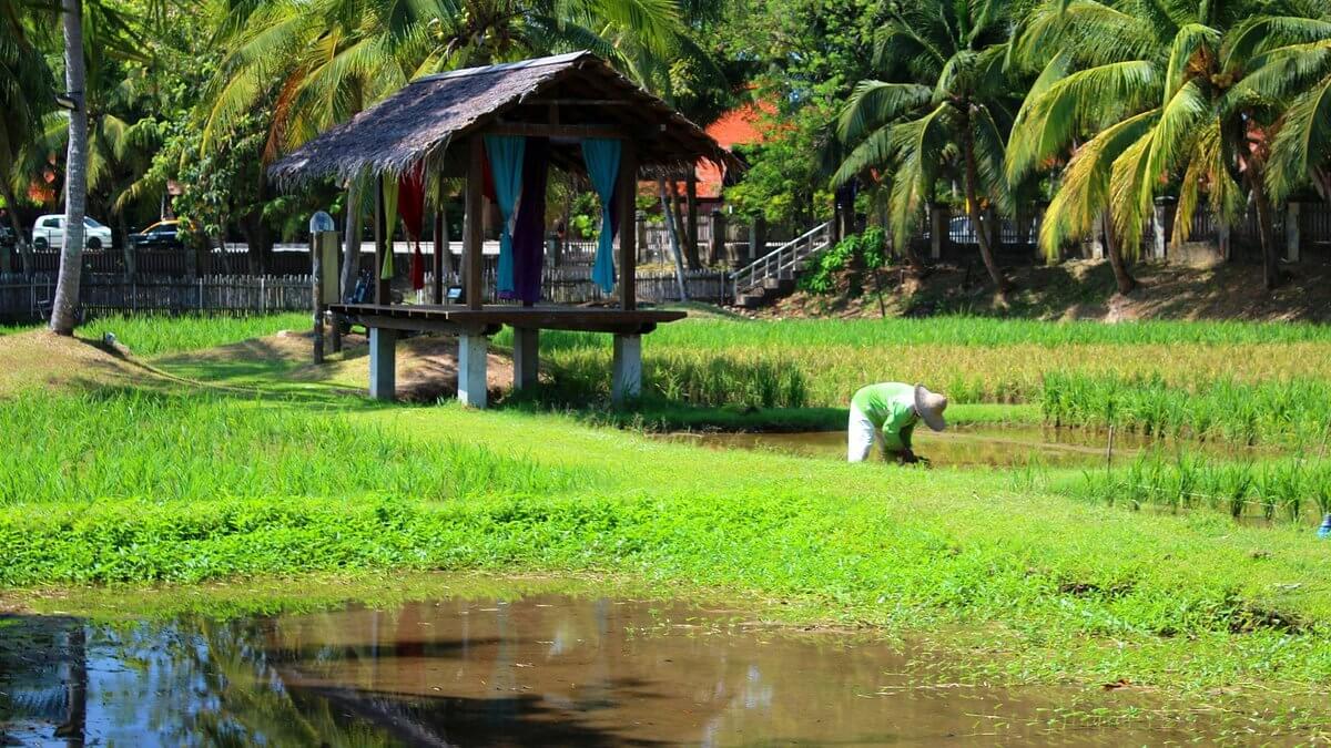 Laman Padi Langkawi | Entrance Fee, Opening Hours & More