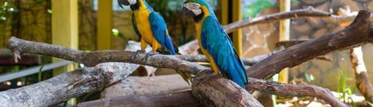 Langkawi Bird Paradise | Entrance Fee, Opening Hours & More