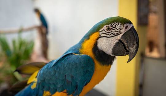 Langkawi Wildlife Park | Entrance Fee, Opening Hours & More