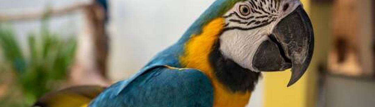 Langkawi Wildlife Park | Entrance Fee, Opening Hours & More