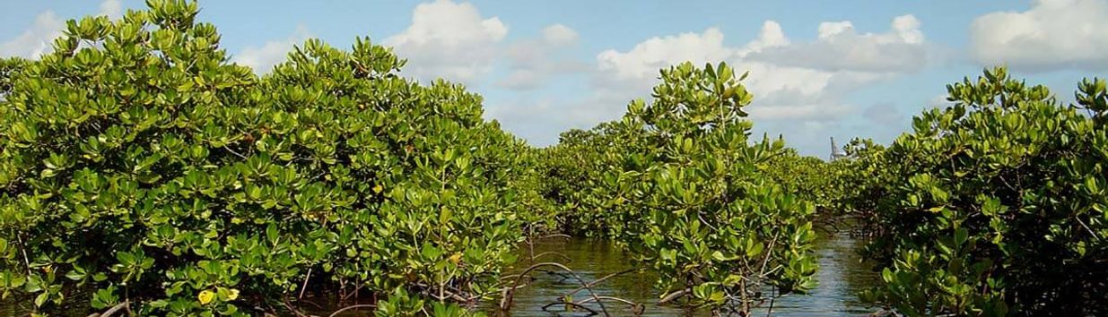 Bakawan Tree 📍Mangrove Forest, Cagbalete Island, Mauban, Quezon