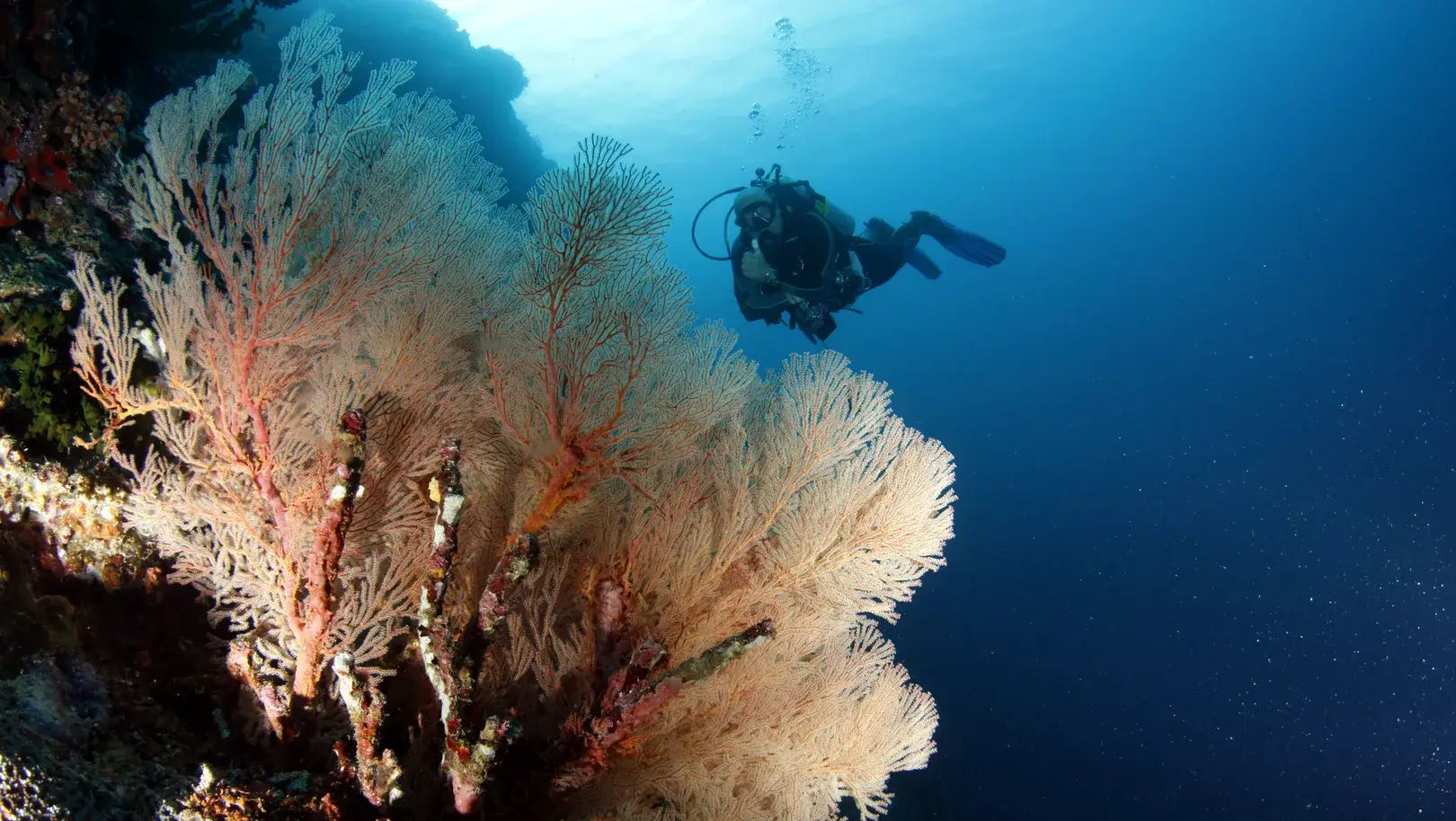 Oslob Ronda Marine Sanctuary | Entrance Fee, Opening Hours & More