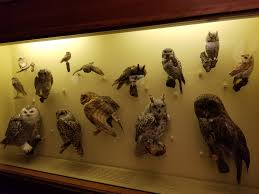 Owl Museum | Entrance Fee, Opening Hours & More