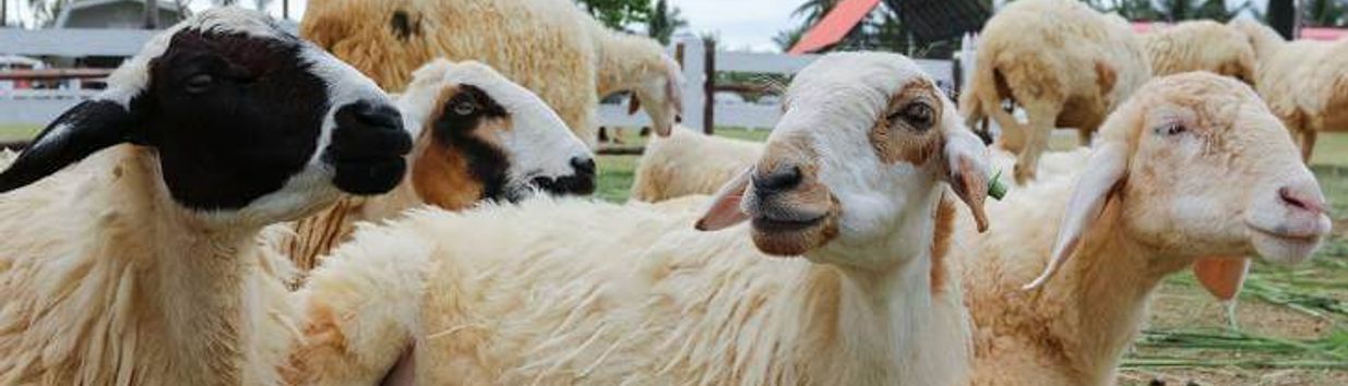 Pattaya Sheep Farm | Entrance Fee, Opening Hours & More