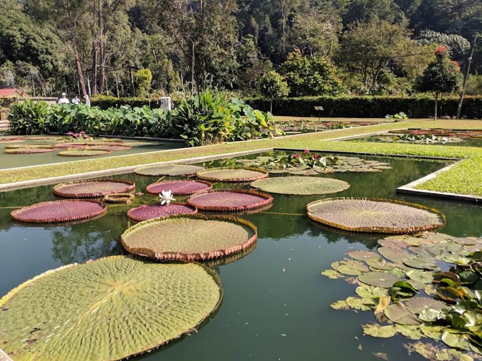 Penang Botanic Gardens | Entrance Fee, Opening Hours & More
