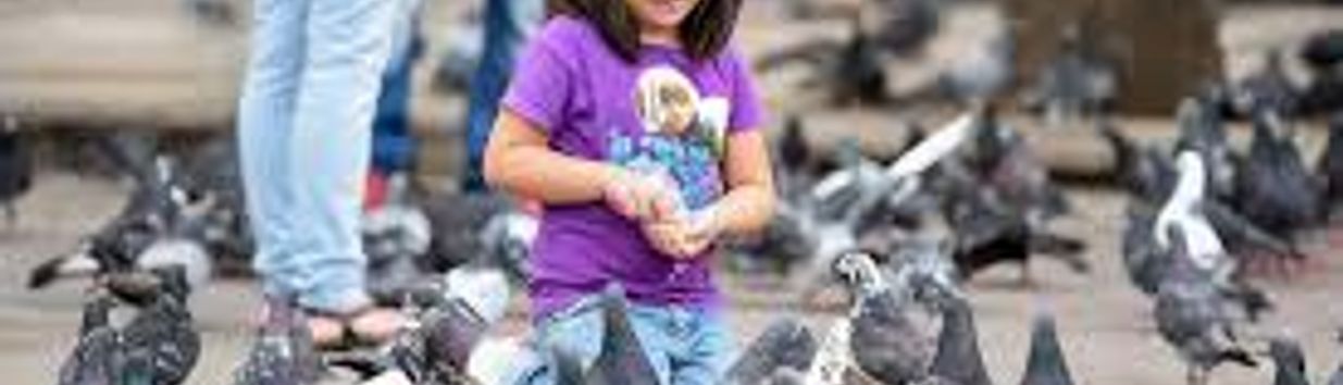 Pigeon Park | Entrance Fee, Opening Hours & More