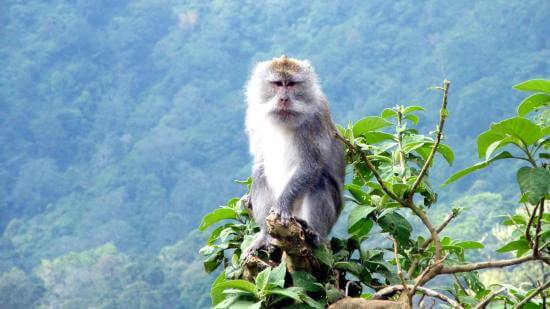 Pusuk Monkey Forest | Entrance Fee, Opening Hours & More