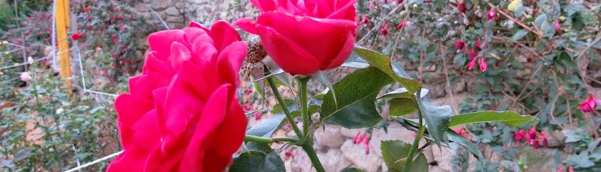 Rose Centre | Entrance Fee, Opening Hours & More