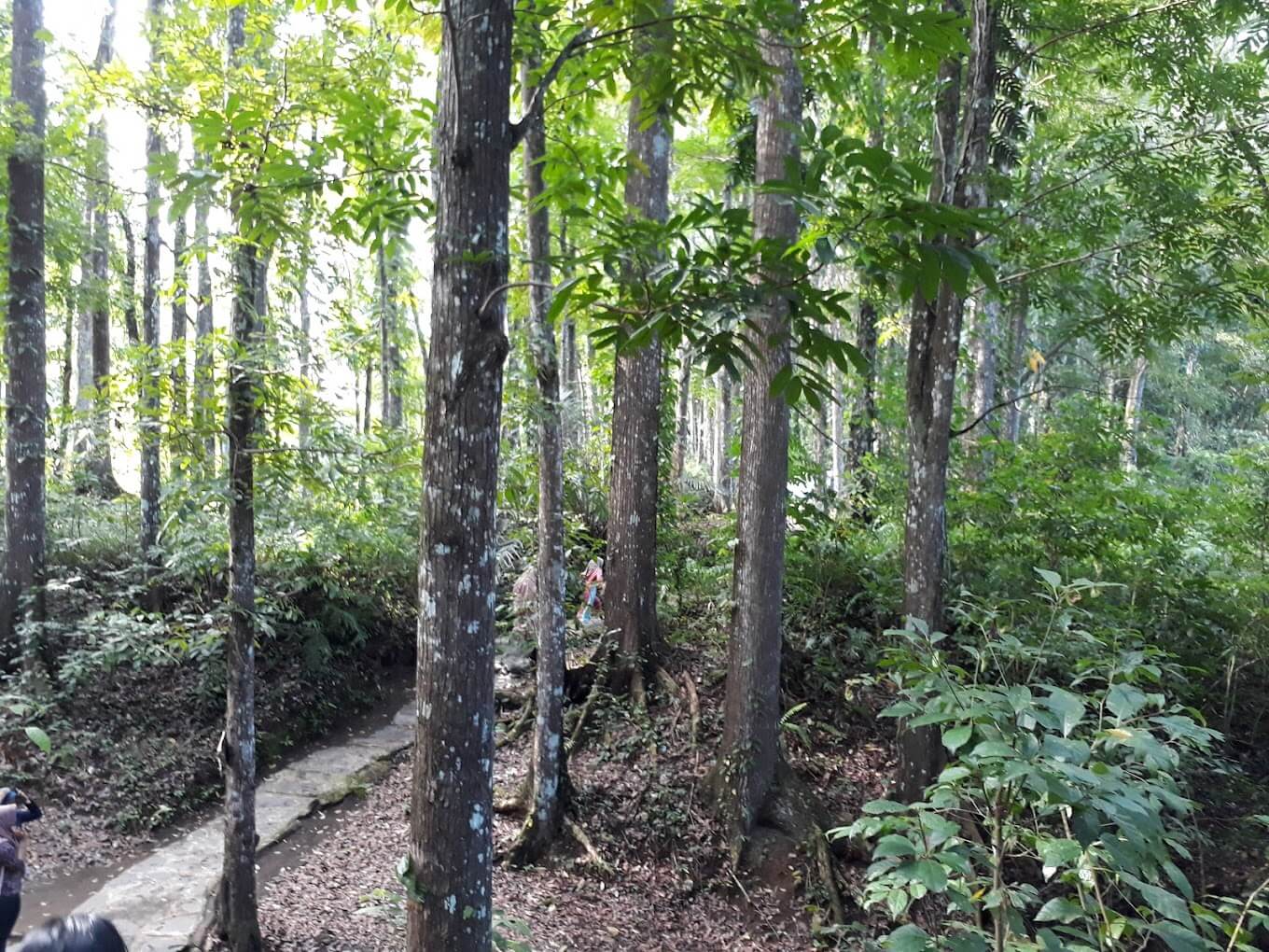 Sesaot Forest | Entrance Fee, Opening Hours & More