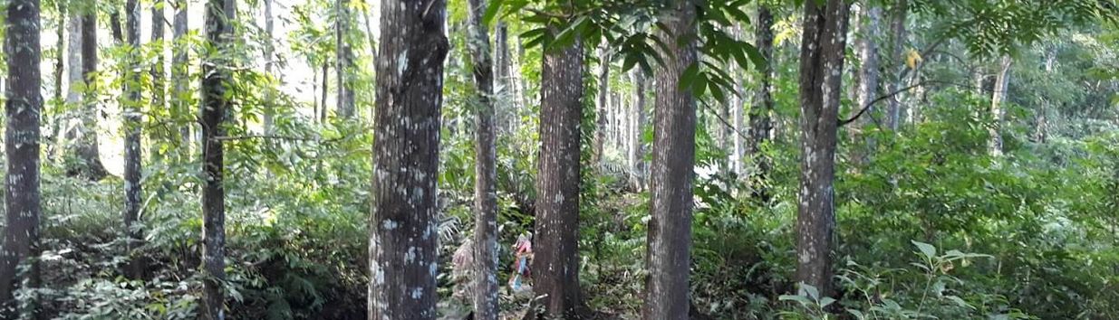 Sesaot Forest | Entrance Fee, Opening Hours & More