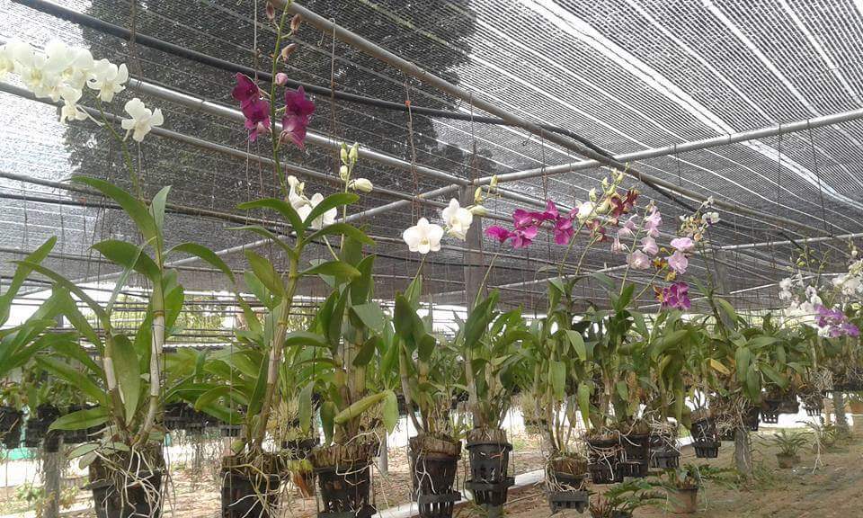 Siriphon Orchid Farm | Entrance Fee, Opening Hours & More