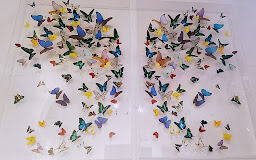 The Butterfly People | Entrance Fee, Opening Hours & More