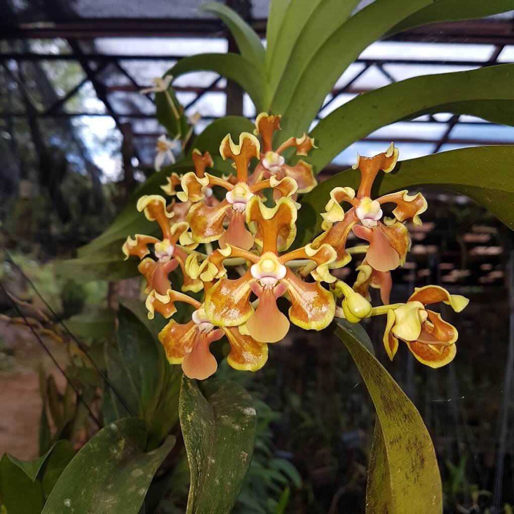 D'Mall Boracay | Entrance Fee, Opening Hours & More