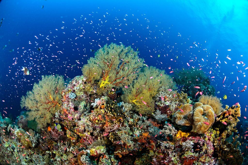 Tubbataha Reefs Natural Park | Entrance Fee, Opening Hours & More