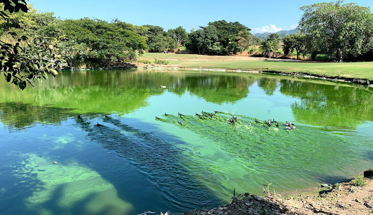 Marina Vallarta Golf Club | Entrance Fee, Opening Hours & More