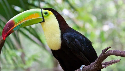 Xaman - Ha Aviary | Entrance Fee, Opening Hours & More