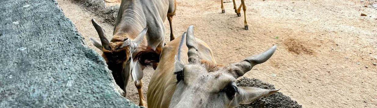 Zoo Bar | Entrance Fee, Opening Hours & More