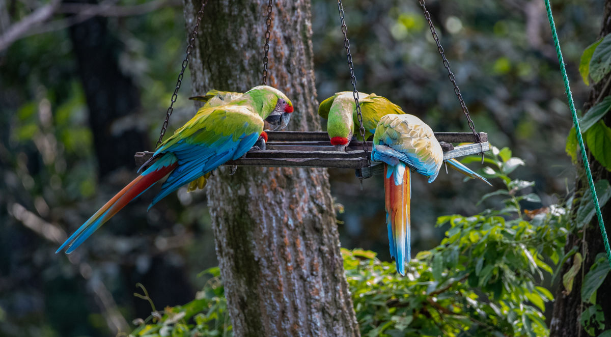 Ara Manzanillo | Entrance Fee, Opening Hours & More