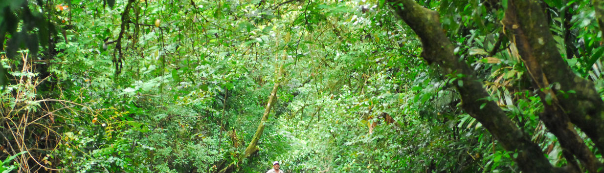 Cariari National Wetlands | Entrance Fee, Opening Hours & More